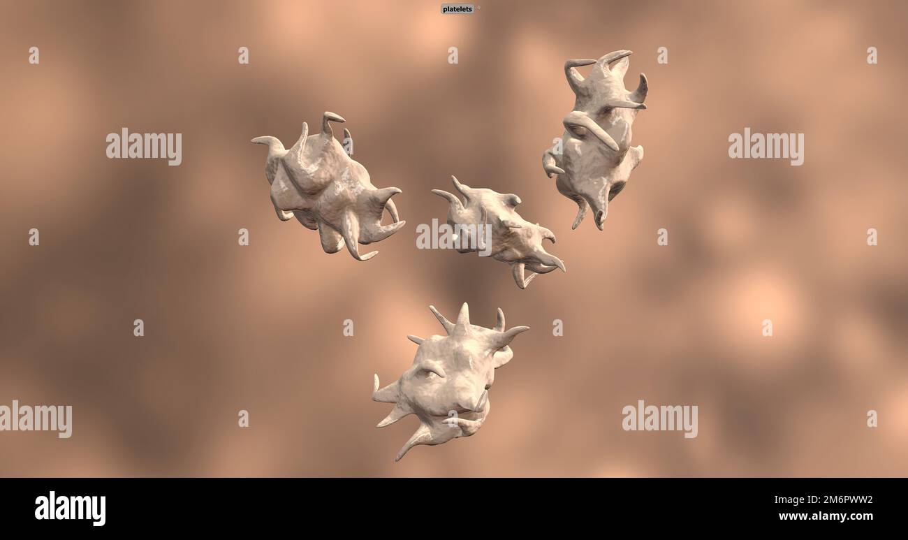 Blood whose function hi-res stock photography and images - Alamy