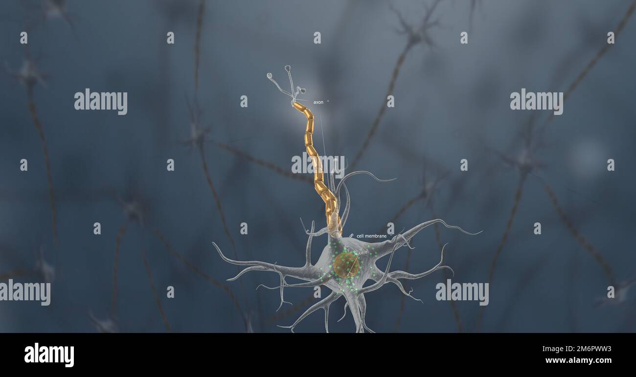 Spinal ganglion nerve cell hi-res stock photography and images - Alamy