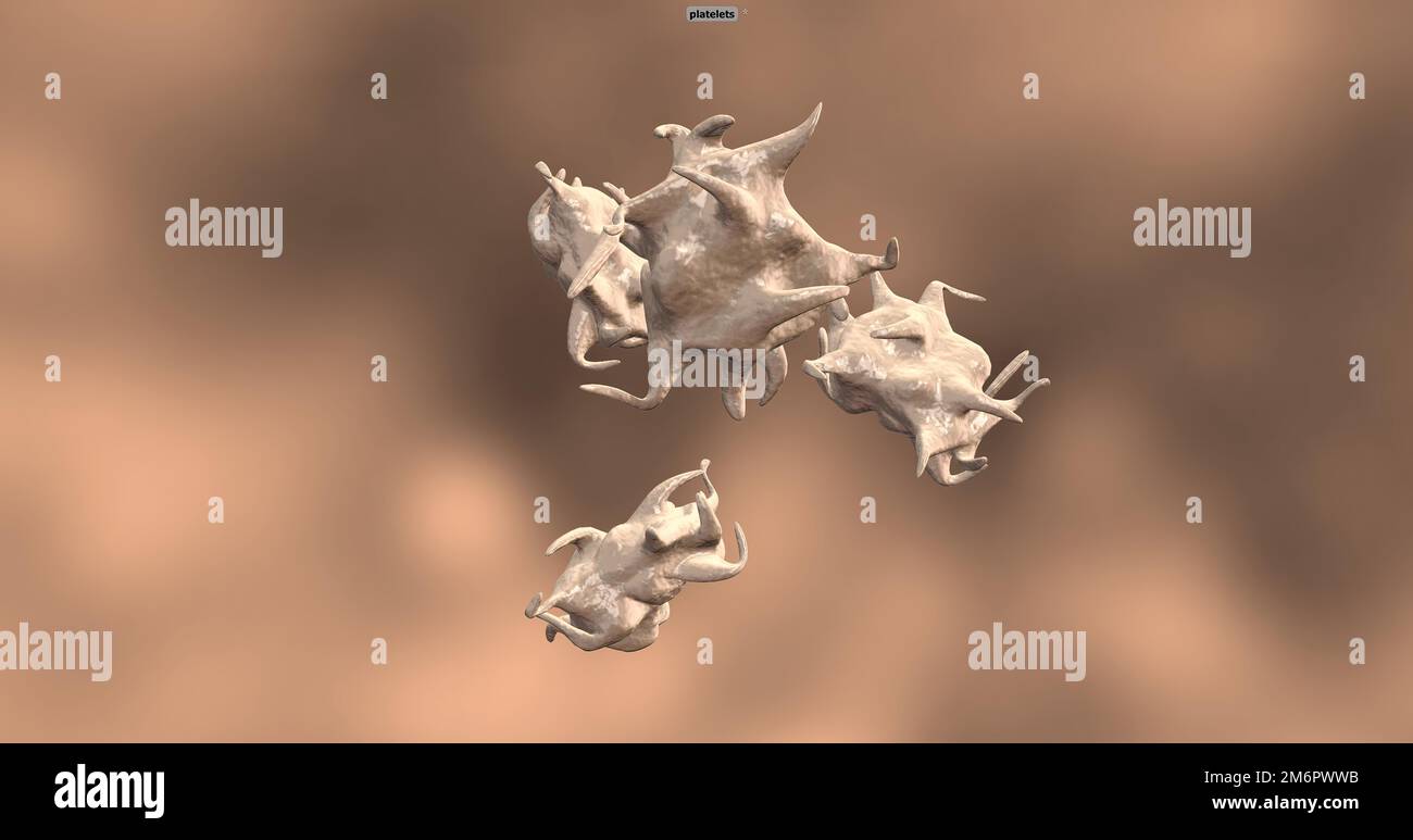 Blood whose function hi-res stock photography and images - Alamy