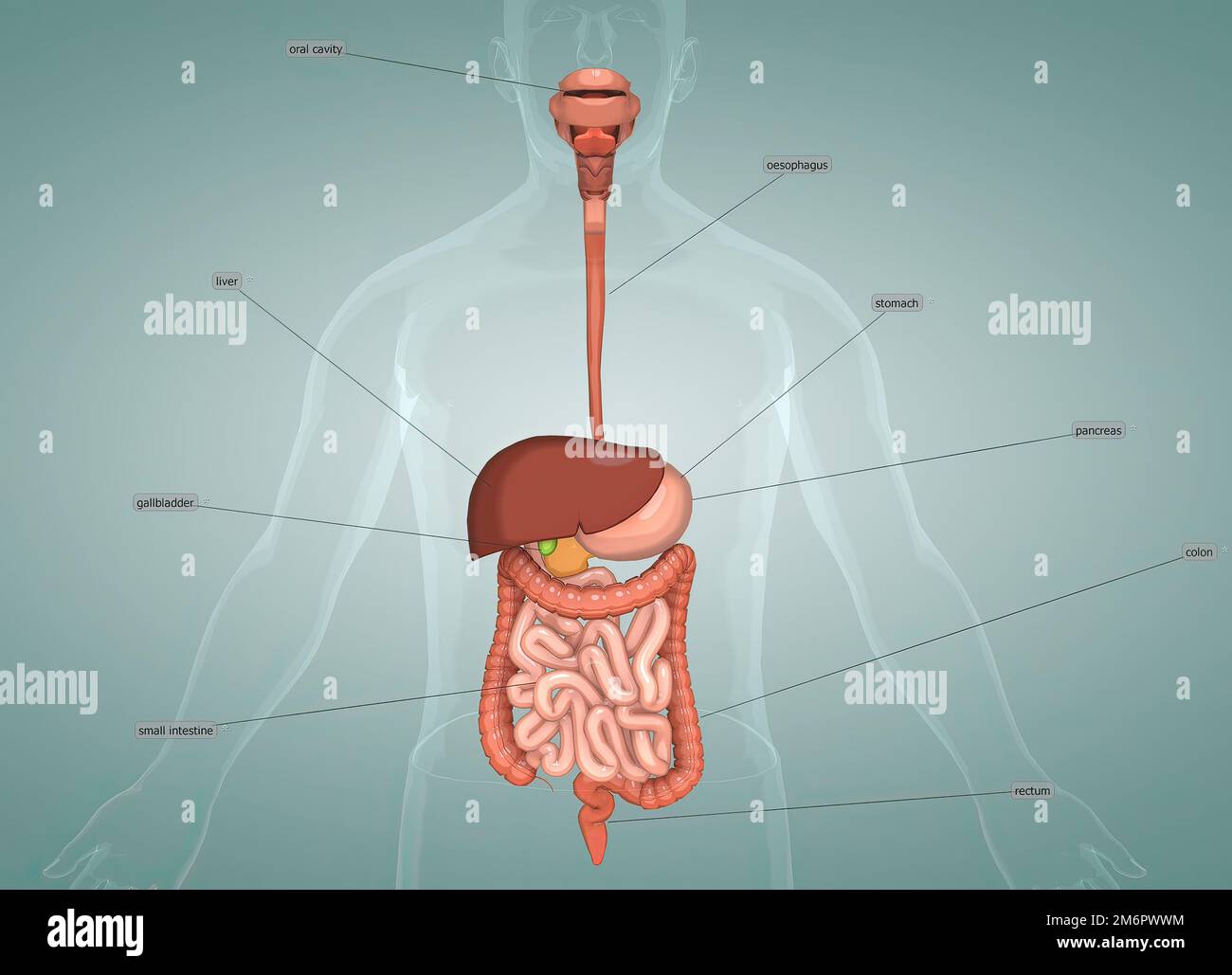 Human digestive small intestine back hi-res stock photography and ...
