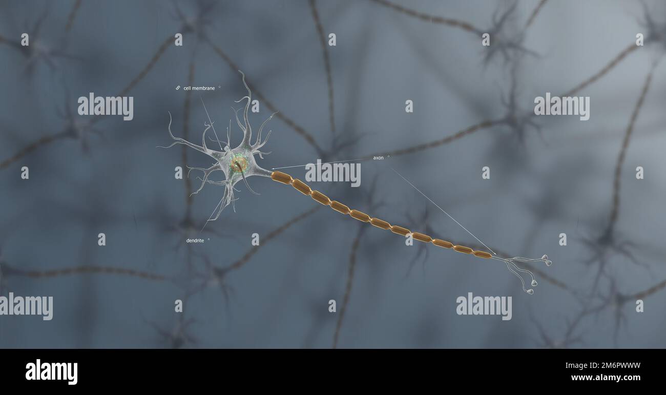 Spinal ganglion nerve cell hi-res stock photography and images - Alamy