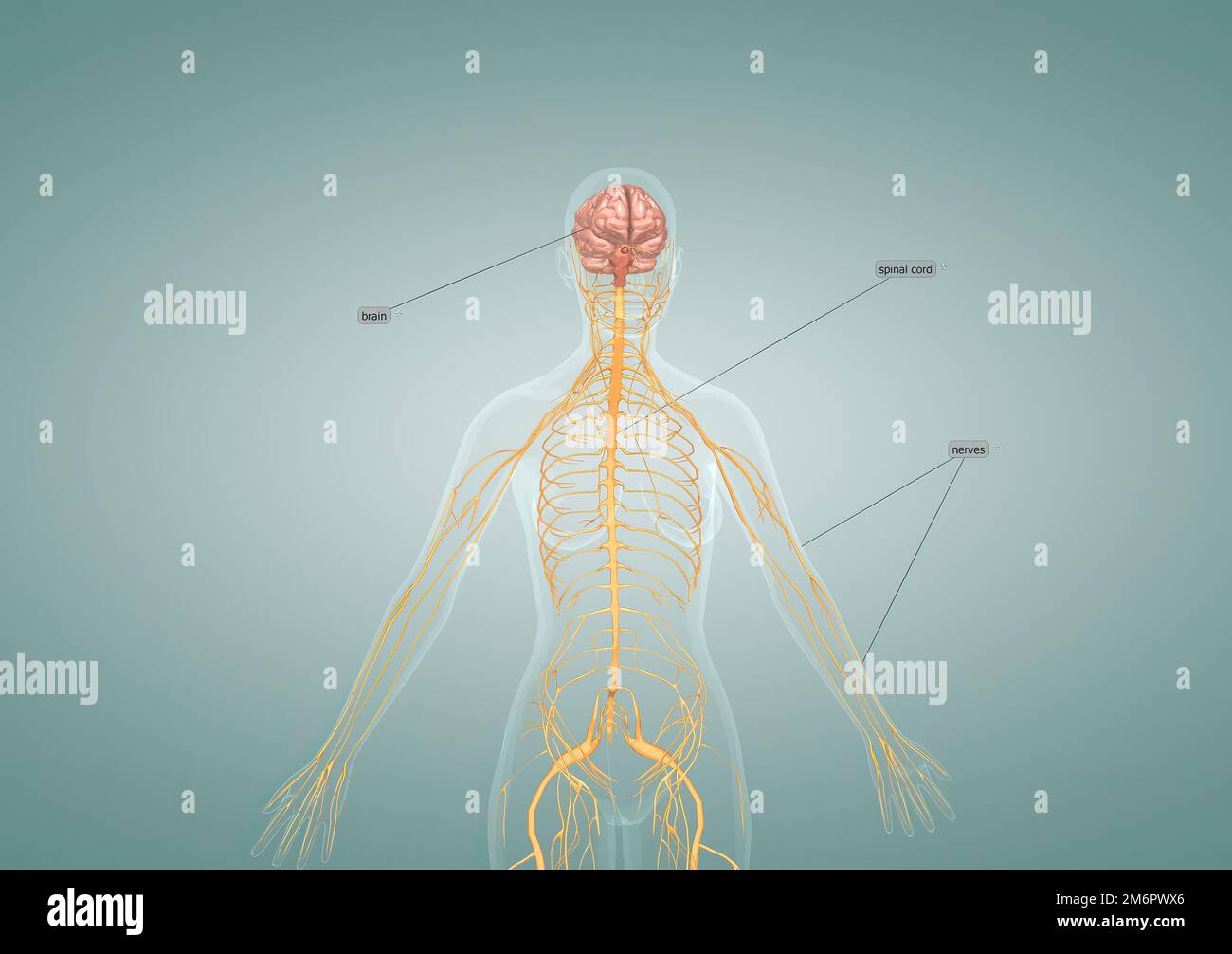 Front view cardiovascular upper body hi-res stock photography and ...