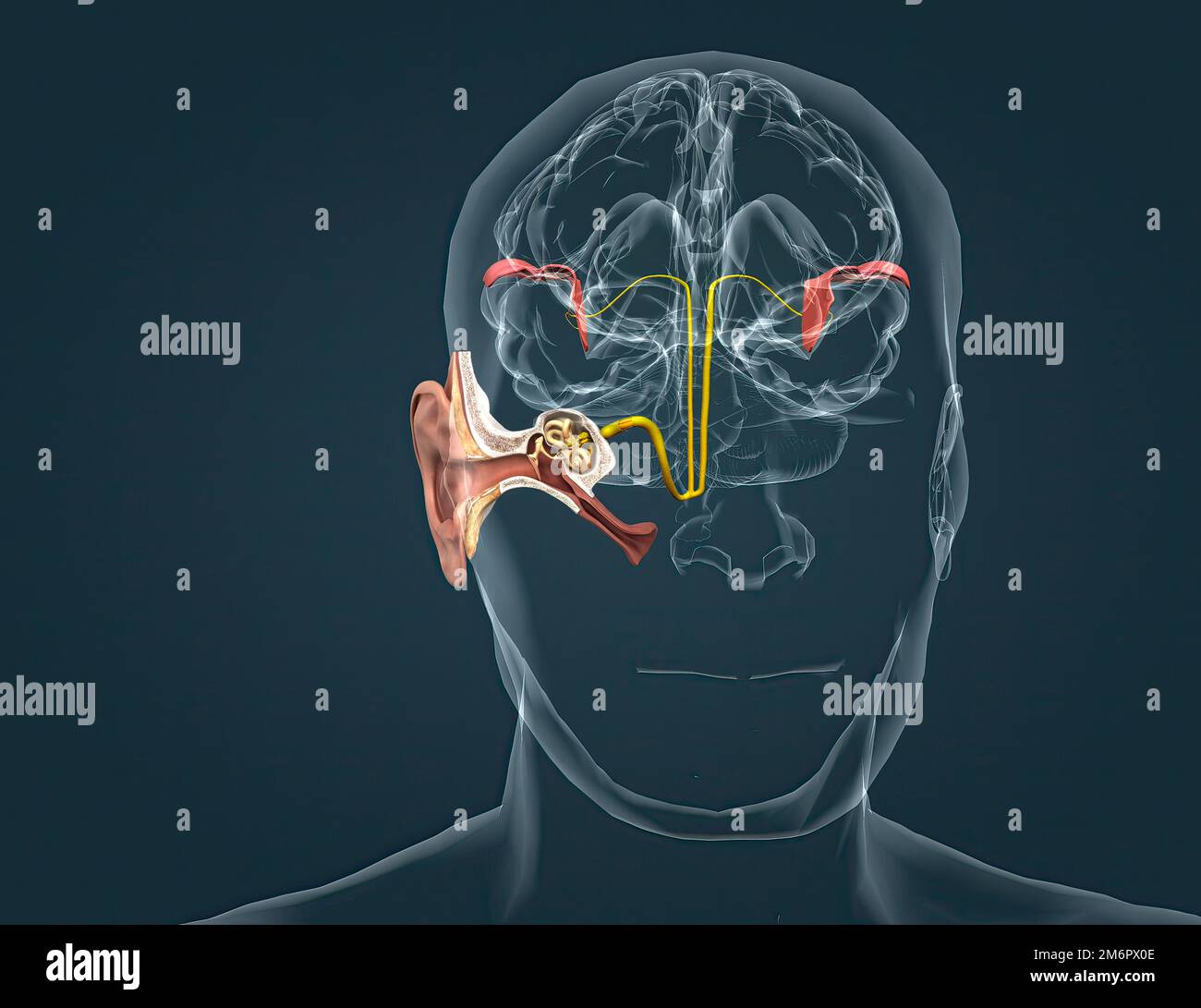 Paracentesis of the eardrum hi-res stock photography and images - Alamy