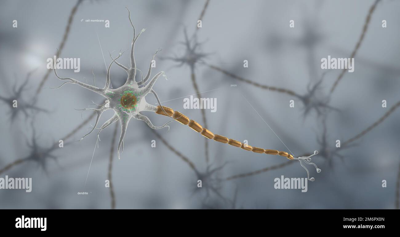 Typical lumbar vertebrae hi-res stock photography and images - Alamy