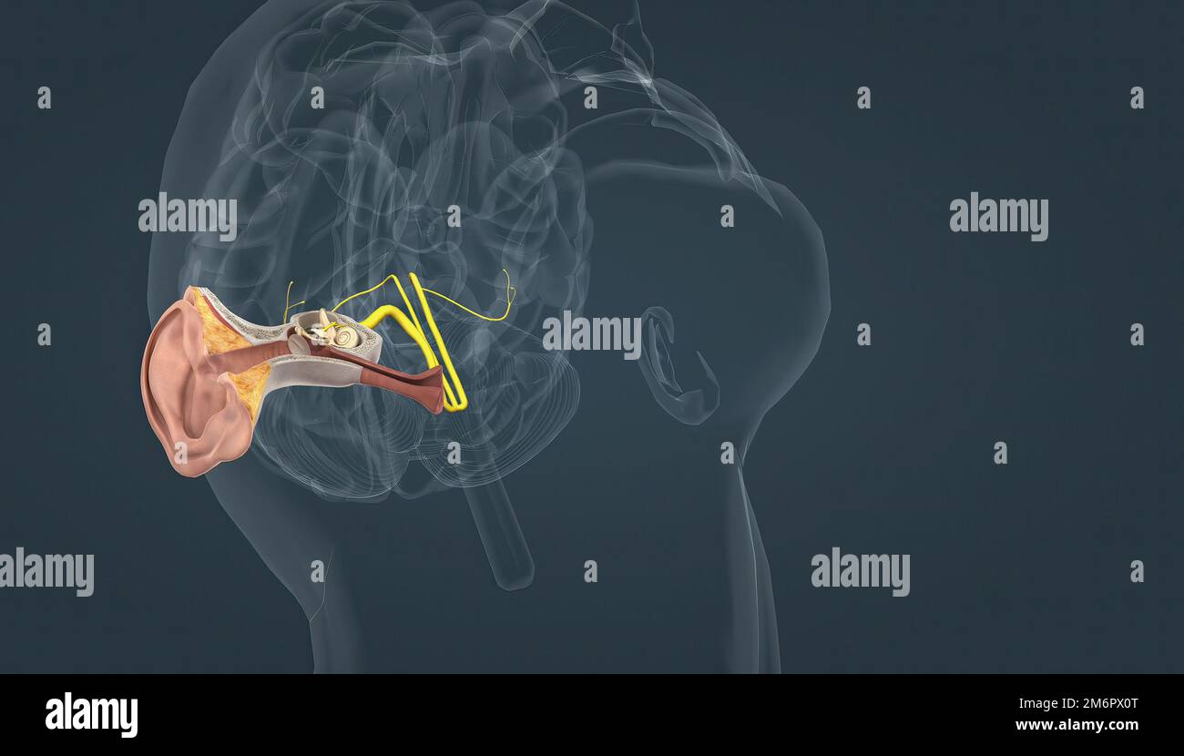 Nervous system balance hi-res stock photography and images - Alamy