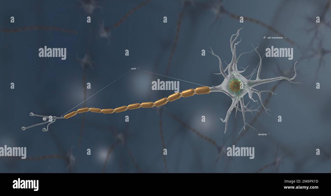 Spinal ganglion nerve cell hi-res stock photography and images - Alamy