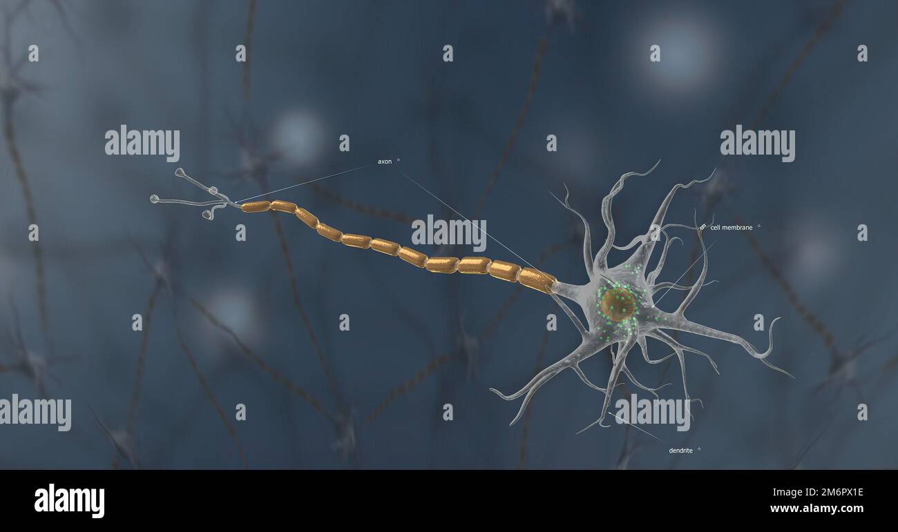 Spinal ganglion nerve cell hi-res stock photography and images - Alamy