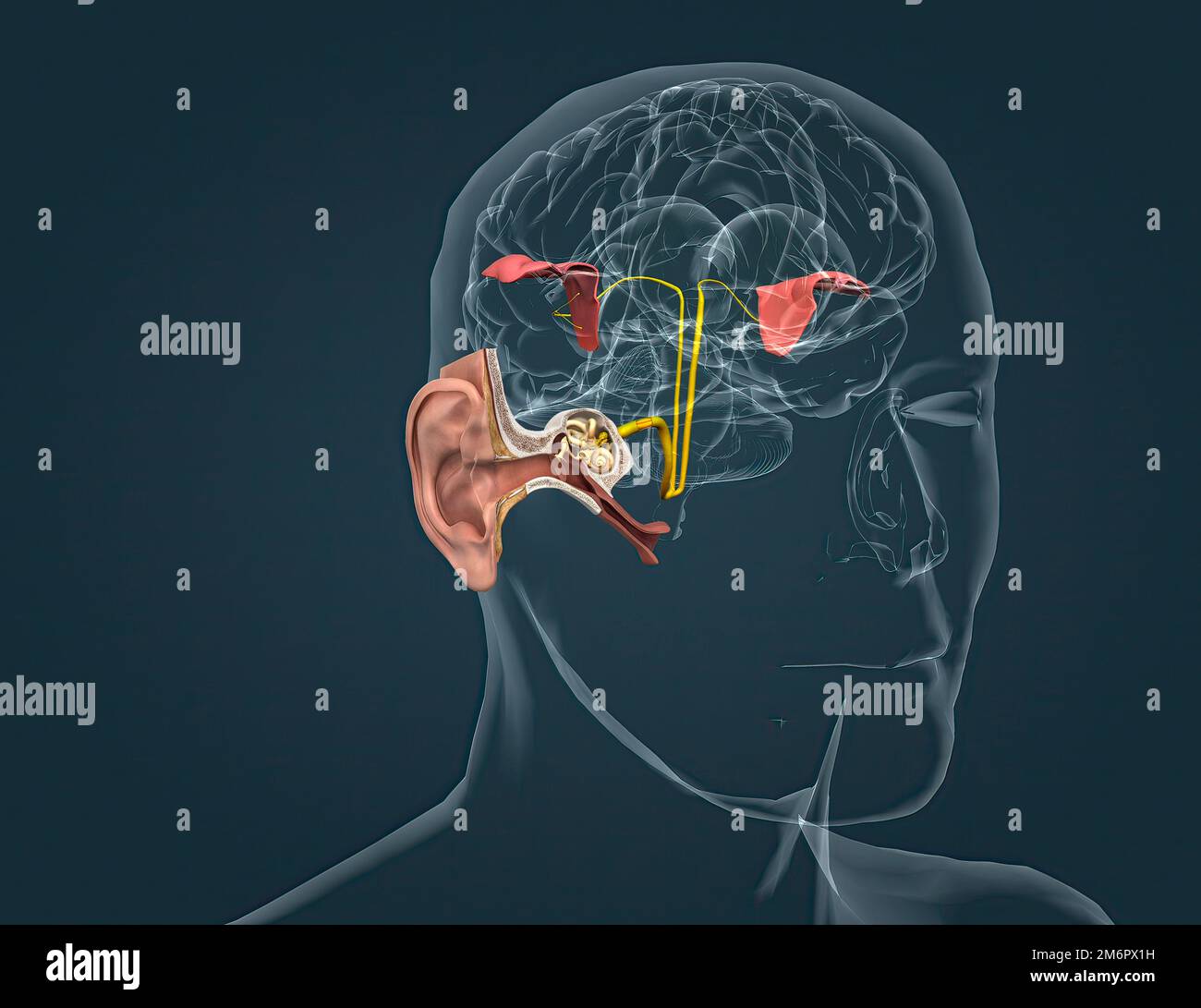 Paracentesis of the eardrum hi-res stock photography and images - Alamy