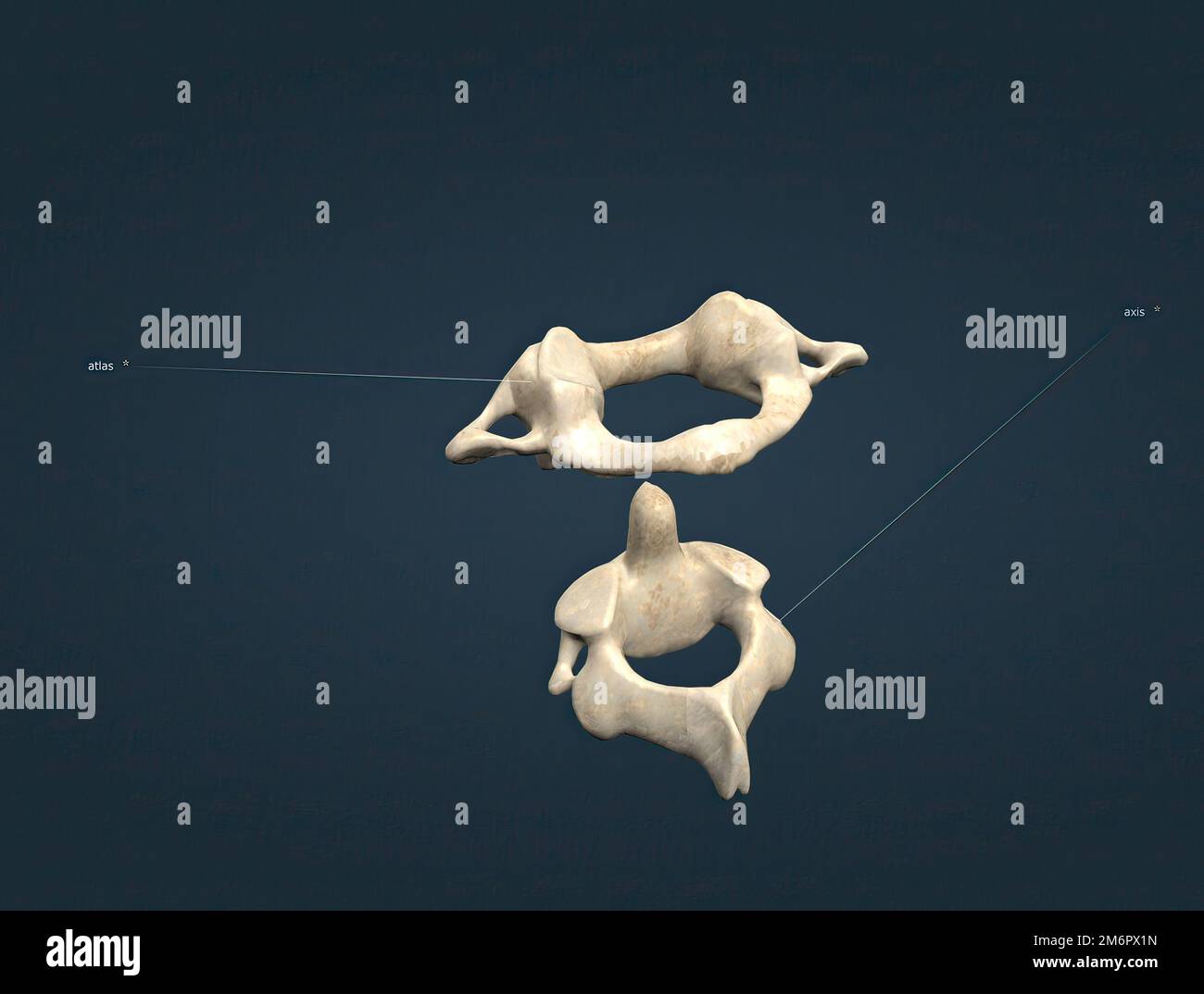 Atlas vertebra 3d hi-res stock photography and images - Alamy