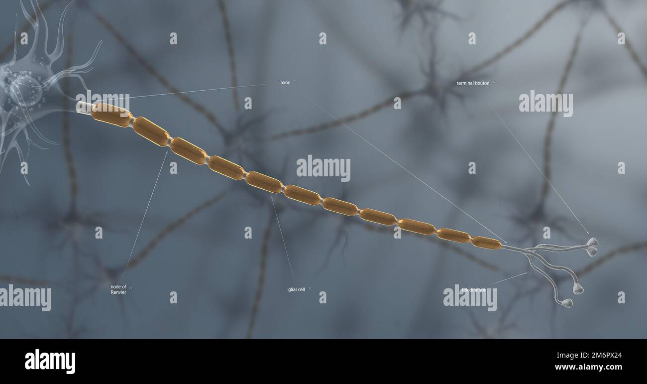 Nerve fibres human brain hi-res stock photography and images - Alamy