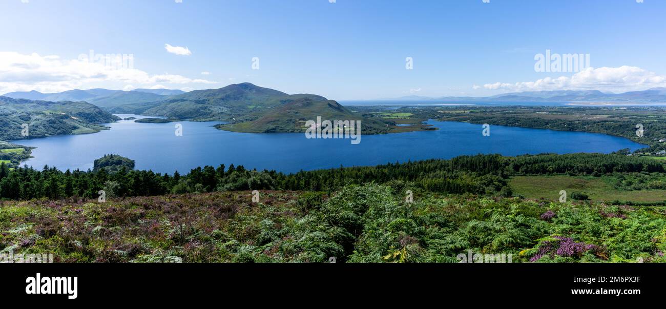 Panroama landscape of colorful summer heath with a view of Caragh Lake ...