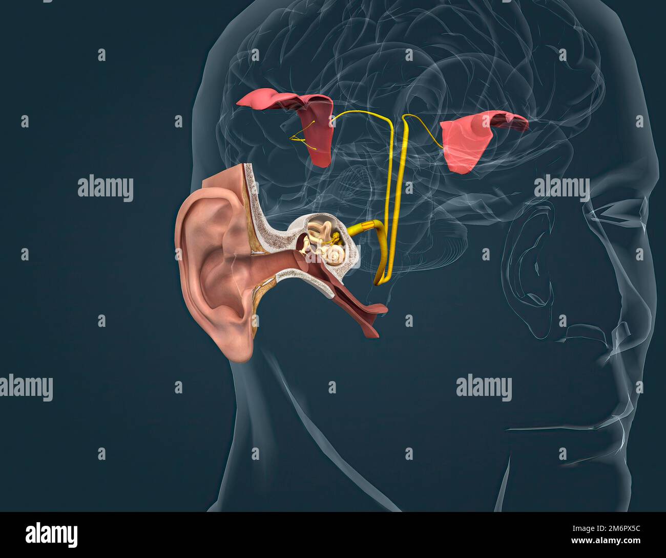 Paracentesis of the eardrum hi-res stock photography and images - Alamy