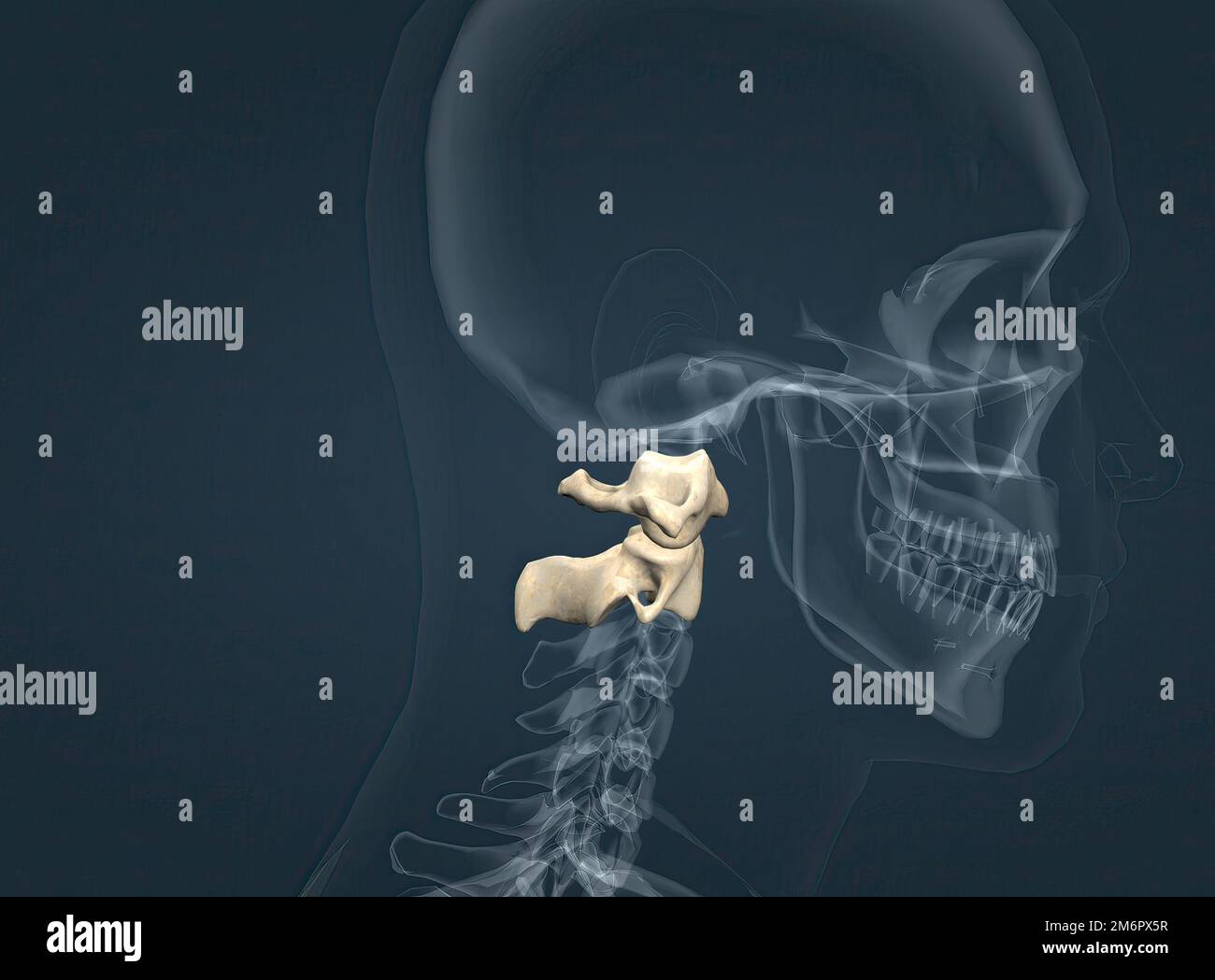 Vertebra atlas hi-res stock photography and images - Alamy