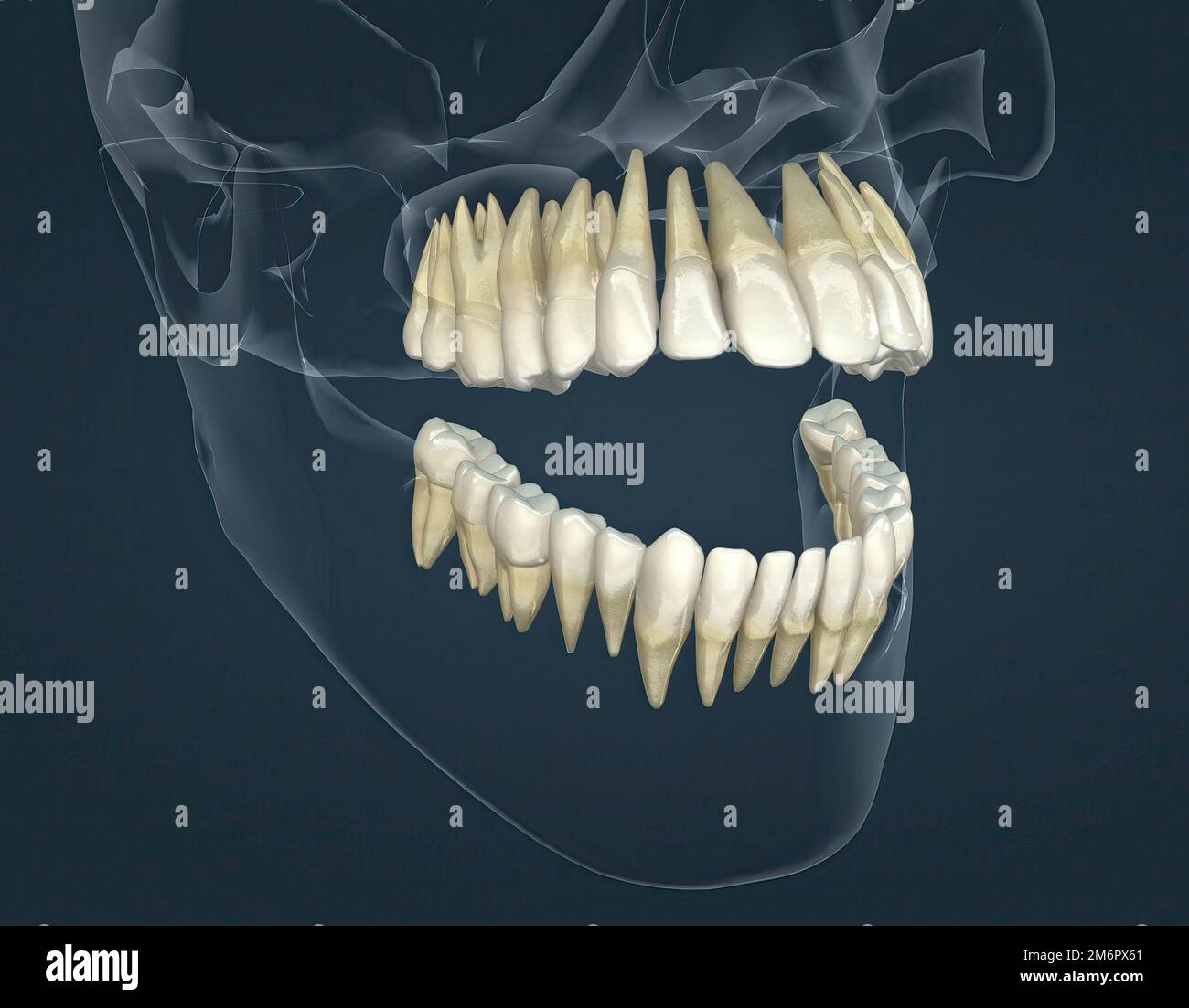 Diphyodont dentition hi-res stock photography and images - Alamy