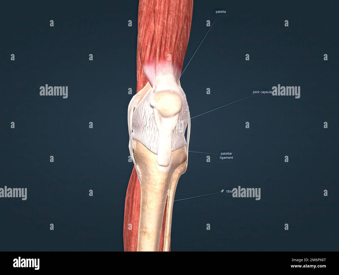 Joints of lower limb hi-res stock photography and images - Alamy