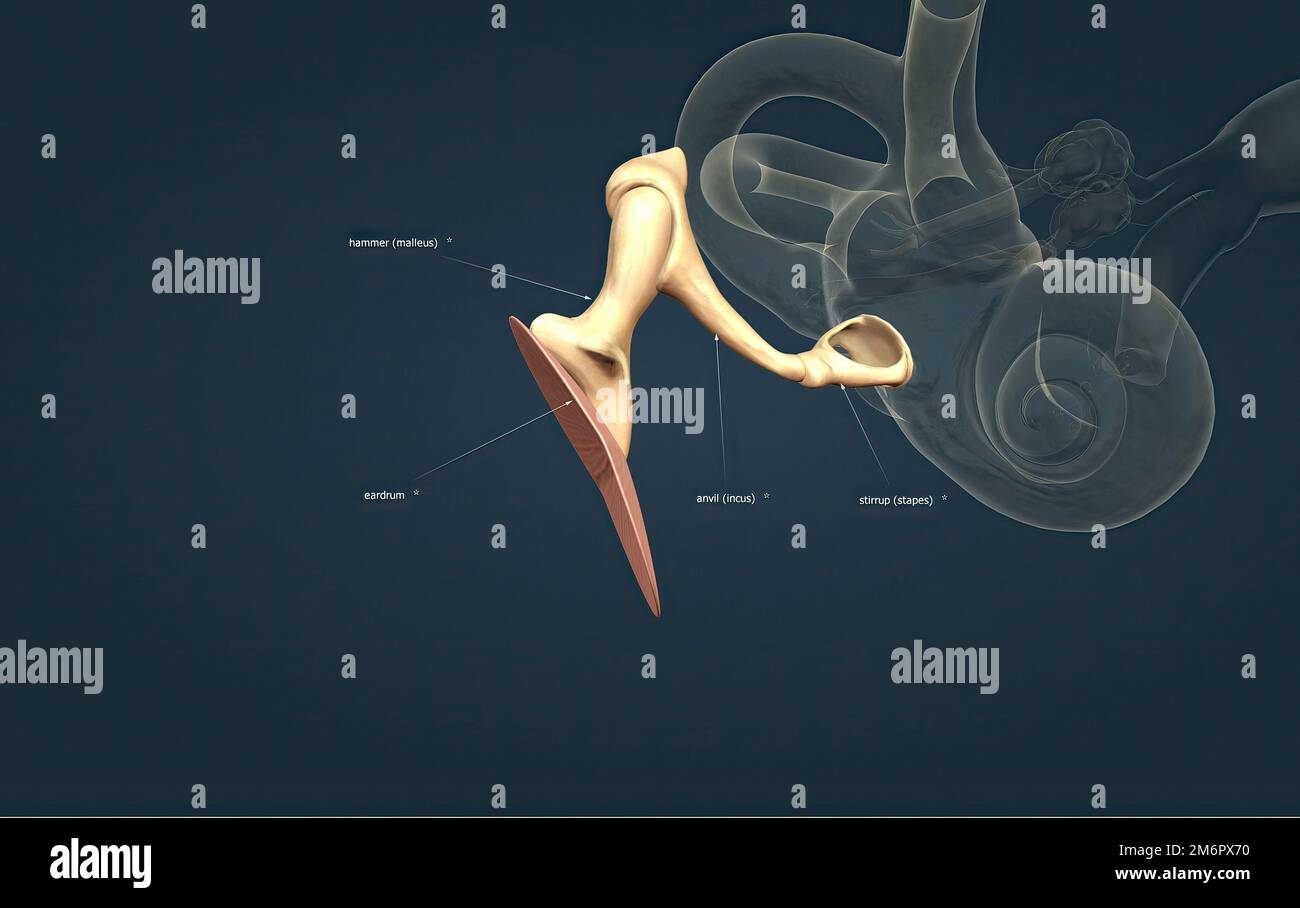 Outer ear infection hi-res stock photography and images - Alamy