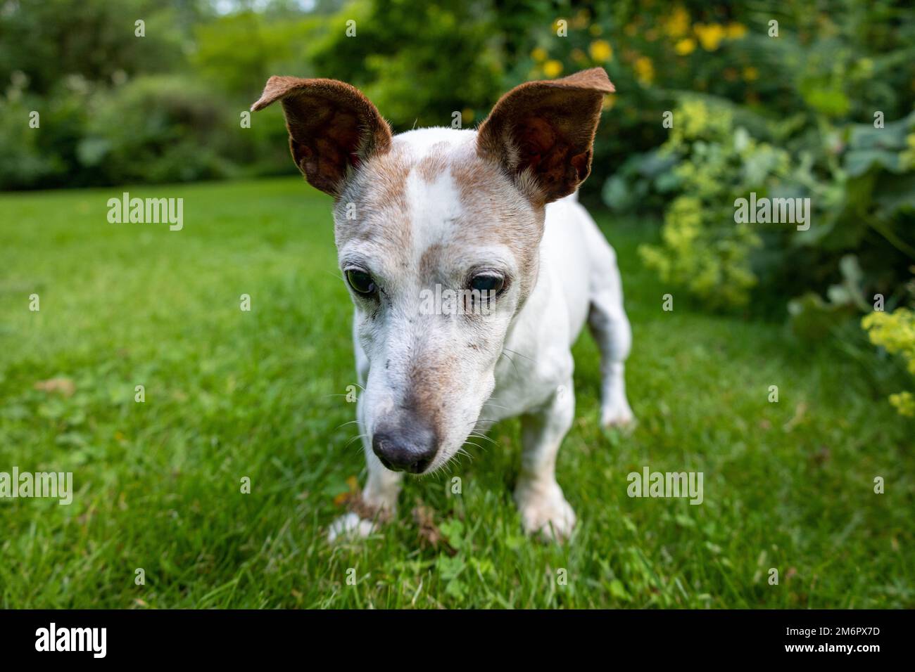 Flying jack russell hi-res stock photography and images - Alamy