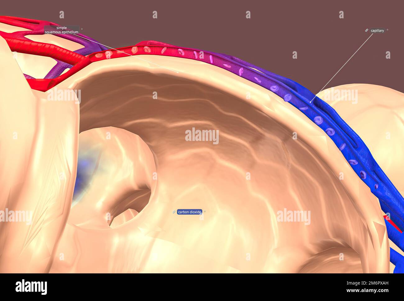 Chest passes hi-res stock photography and images - Alamy