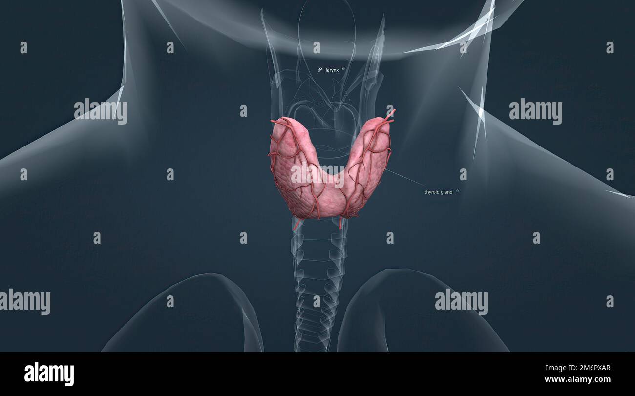 Isthmus of thyroid gland hi-res stock photography and images - Alamy