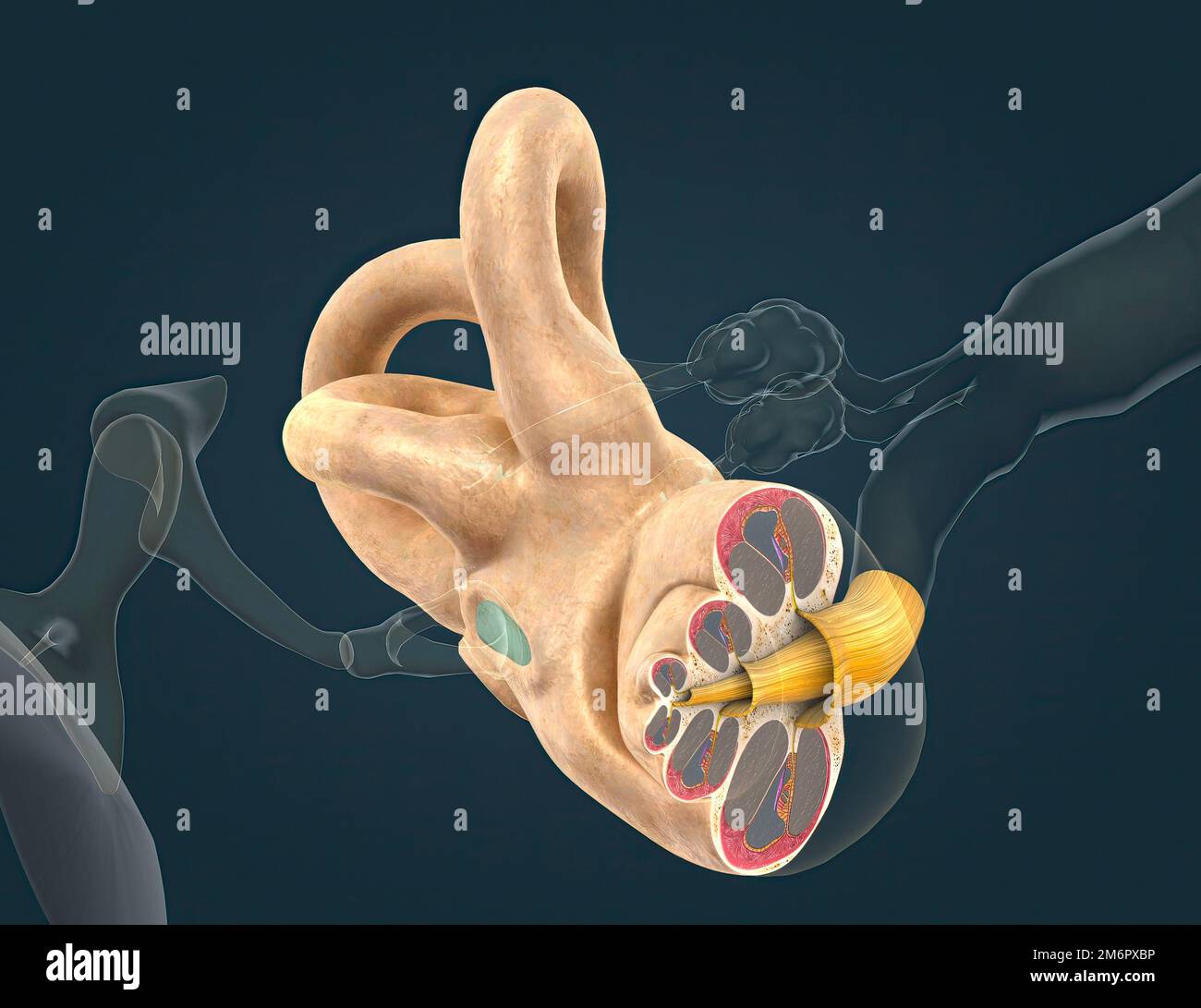 Paracentesis of the eardrum hi-res stock photography and images - Alamy