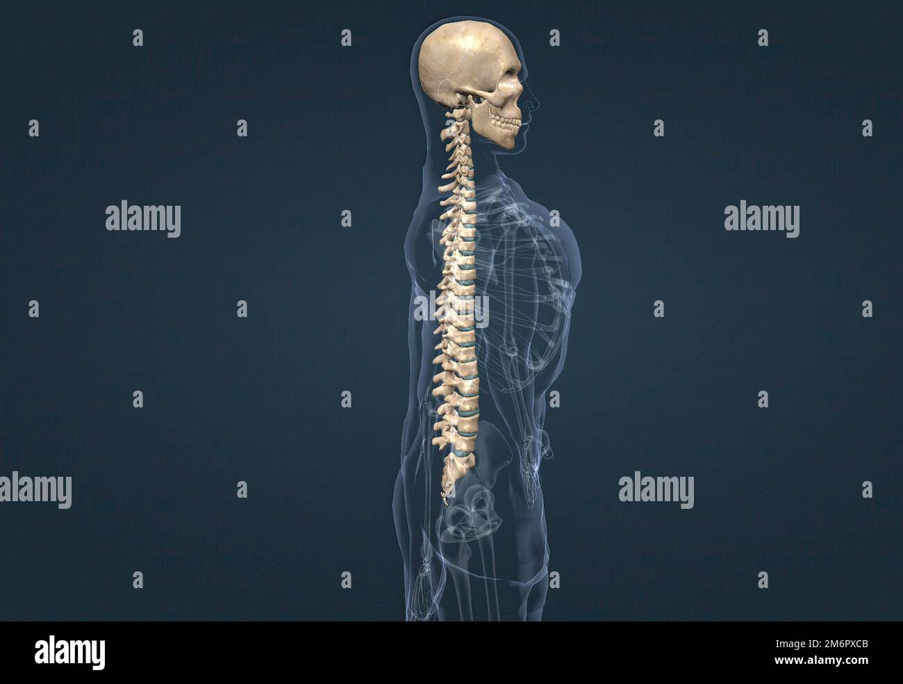 Lumbar lordosis hi-res stock photography and images - Alamy