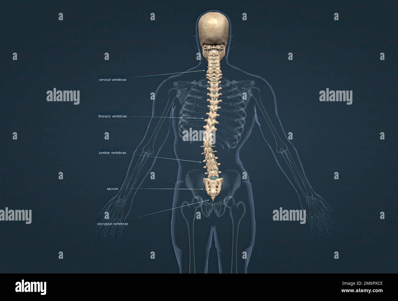 Medical conditions of the spine hi-res stock photography and images - Alamy
