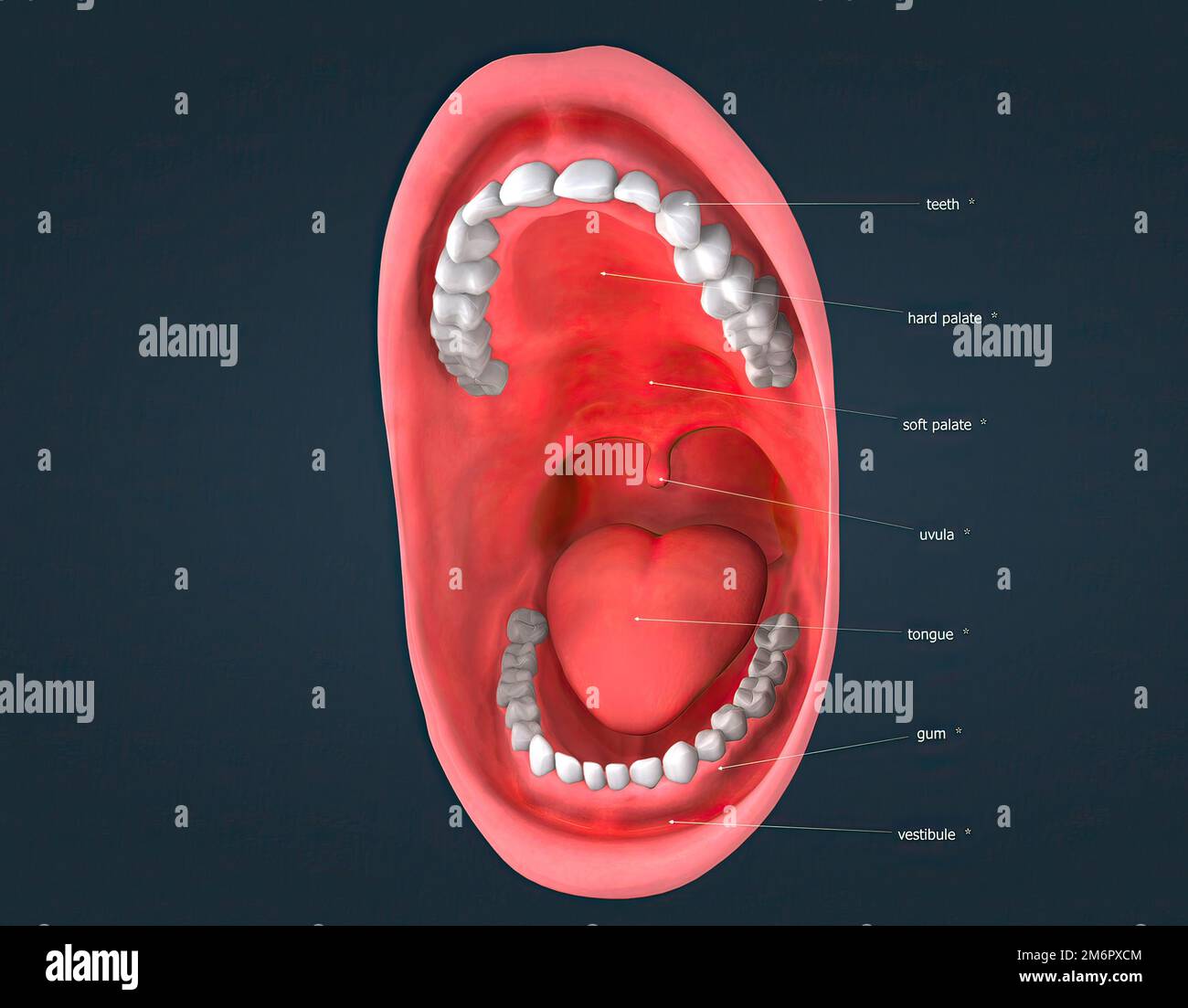 Buccal cavity hi-res stock photography and images - Alamy