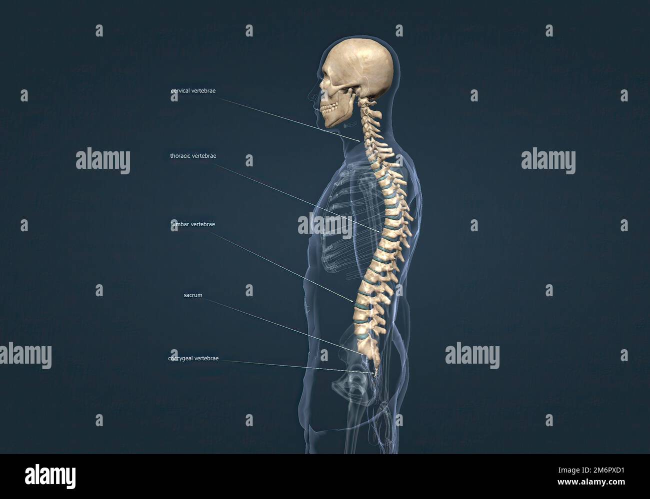 Medical conditions of the spine hi-res stock photography and images - Alamy