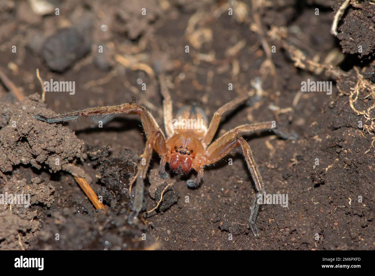 Huntsman spider (Sparassidae Stock Photo - Alamy