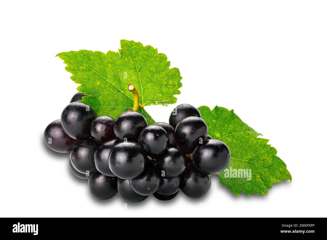 Bunch of ripe black grapes with green leaf isolated on white background ...