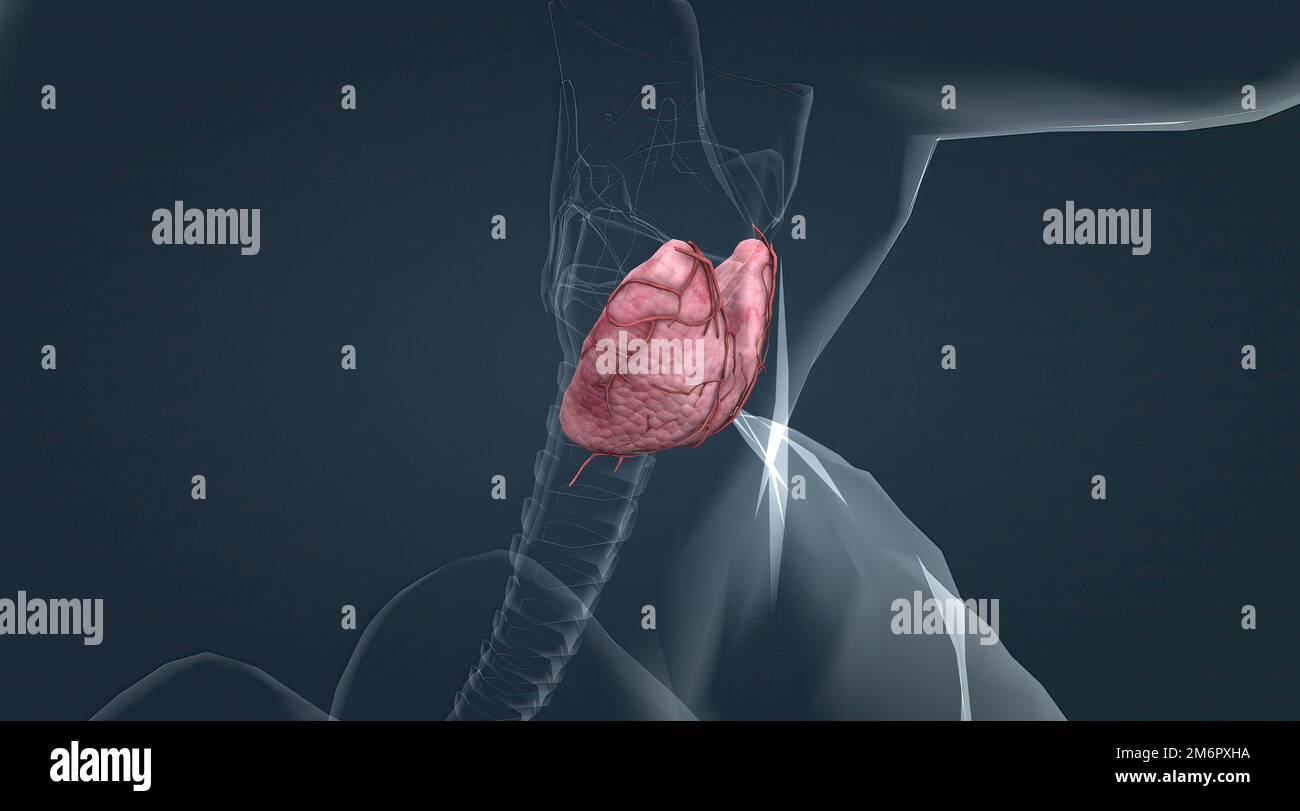 Isthmus of thyroid gland hi-res stock photography and images - Alamy