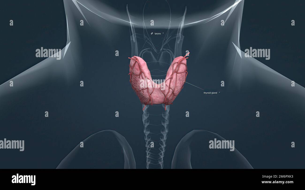 Isthmus of thyroid gland hi-res stock photography and images - Alamy