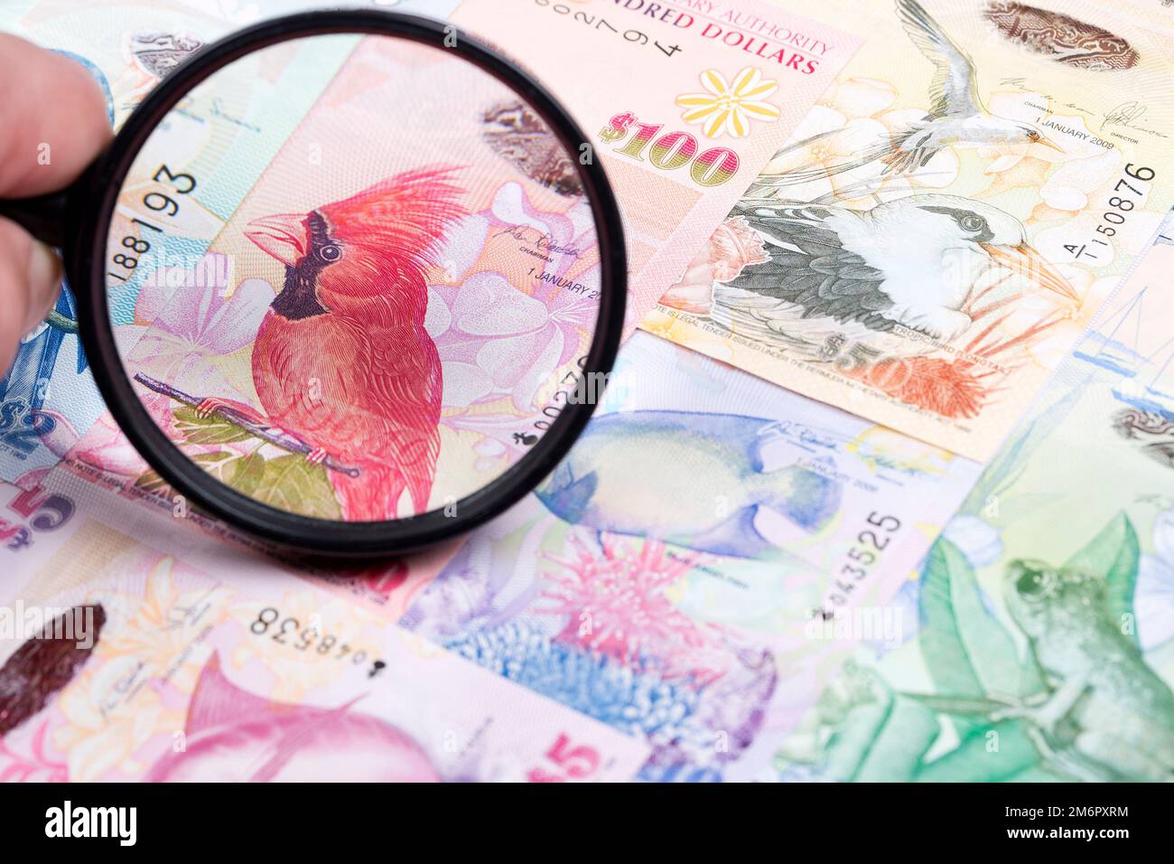 Bermudian dollar in a magnifying glass Stock Photo - Alamy