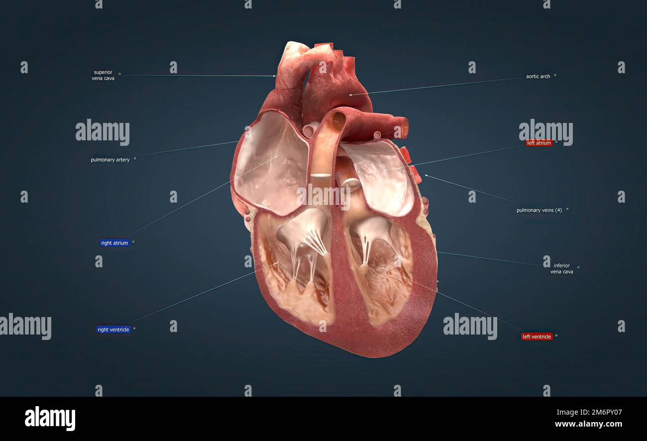 Closed circulatory system hi-res stock photography and images - Alamy