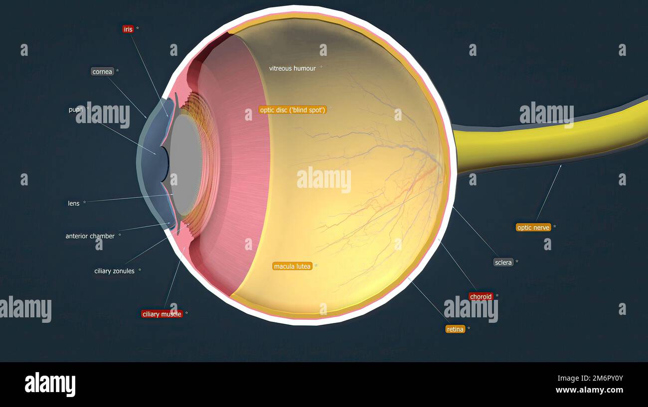 Anterior chamber hi-res stock photography and images - Alamy