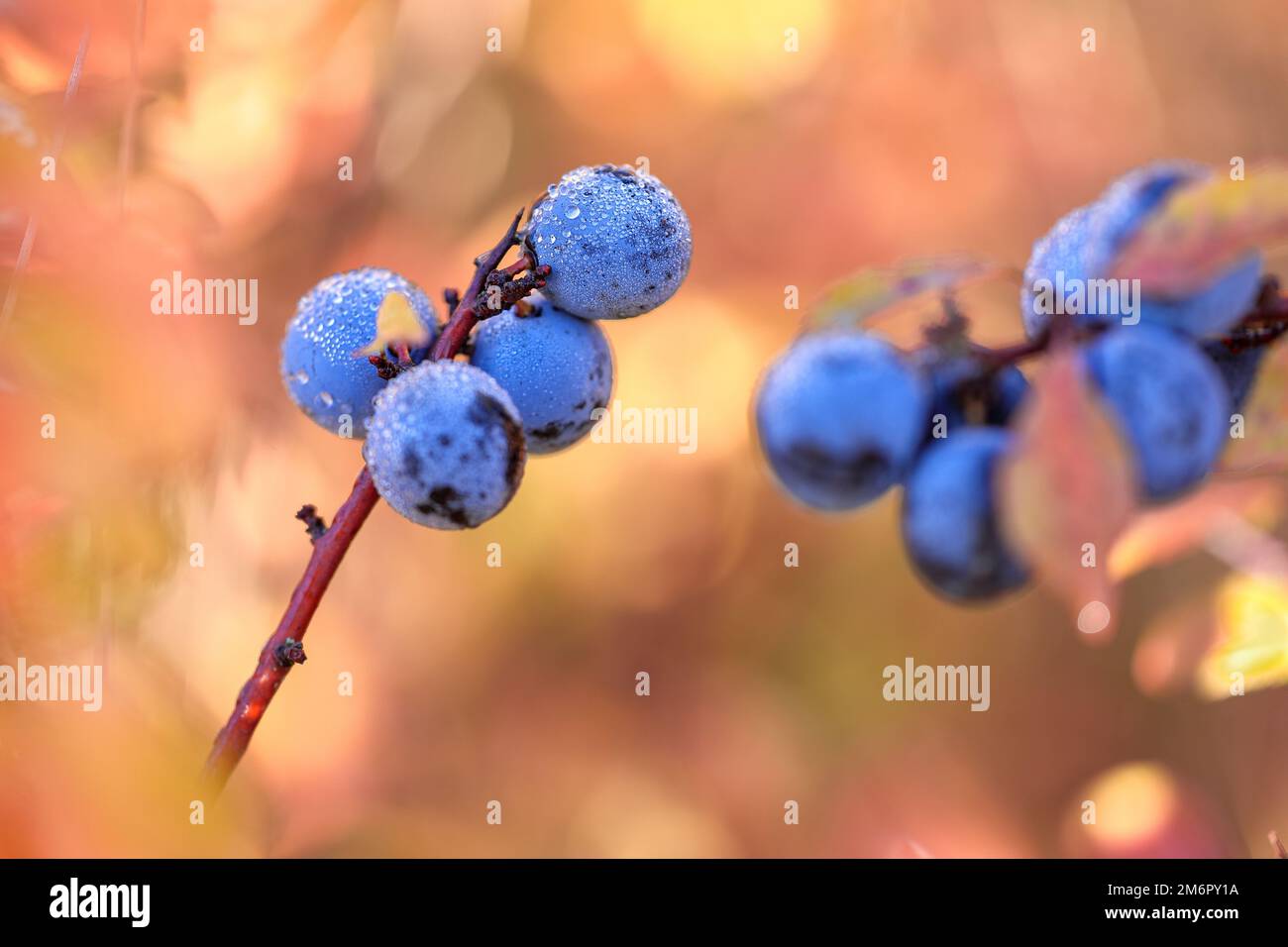 Sloes, Prunus Spinosa Stock Photo - Alamy
