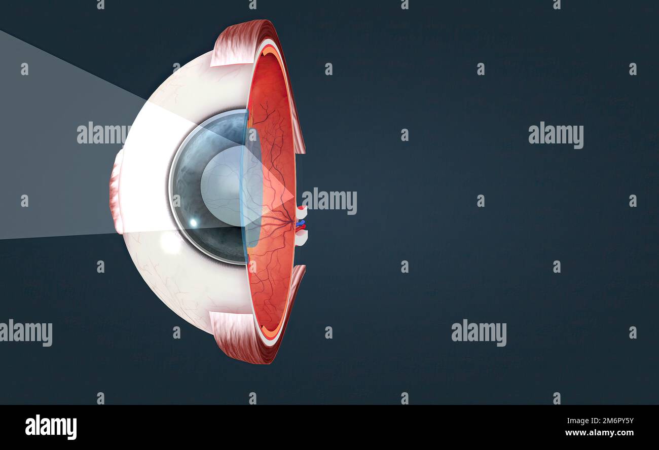 Human eye light receptor cone hi-res stock photography and images - Alamy