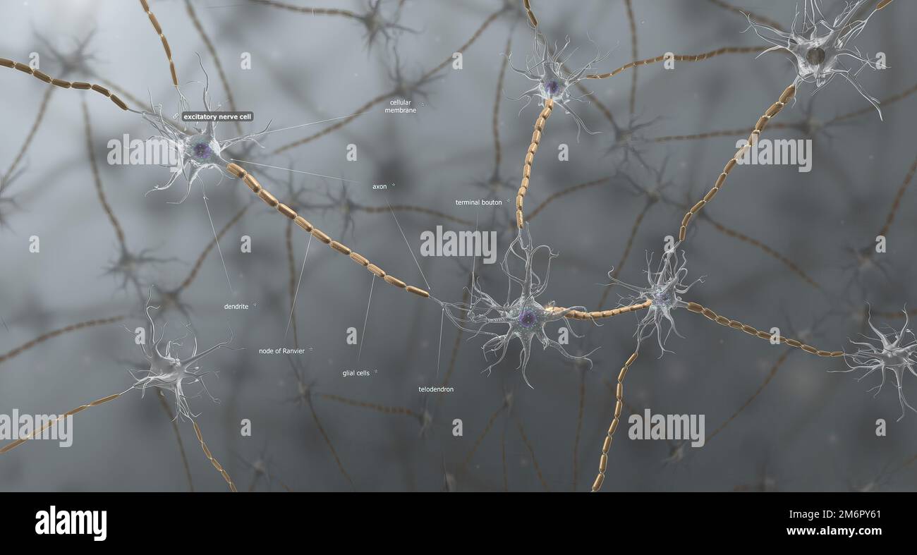 Basic nervous function hi-res stock photography and images - Alamy