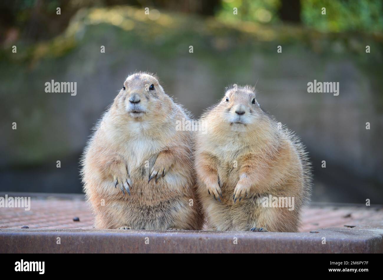 Two prairie dogs hi-res stock photography and images - Alamy