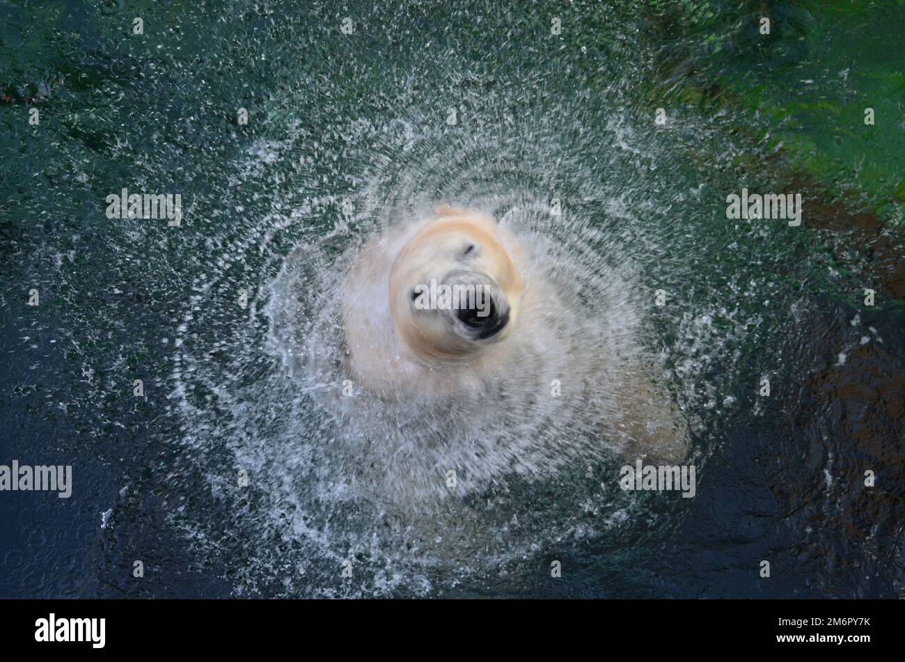 Polar bear shaking water off Stock Photo - Alamy