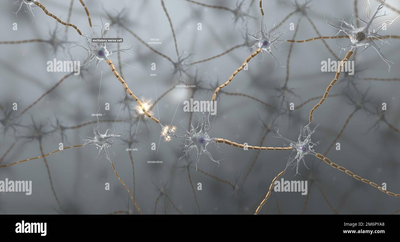 Basic nervous function hi-res stock photography and images - Alamy