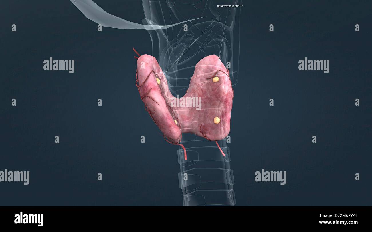Isthmus of thyroid gland hi-res stock photography and images - Alamy