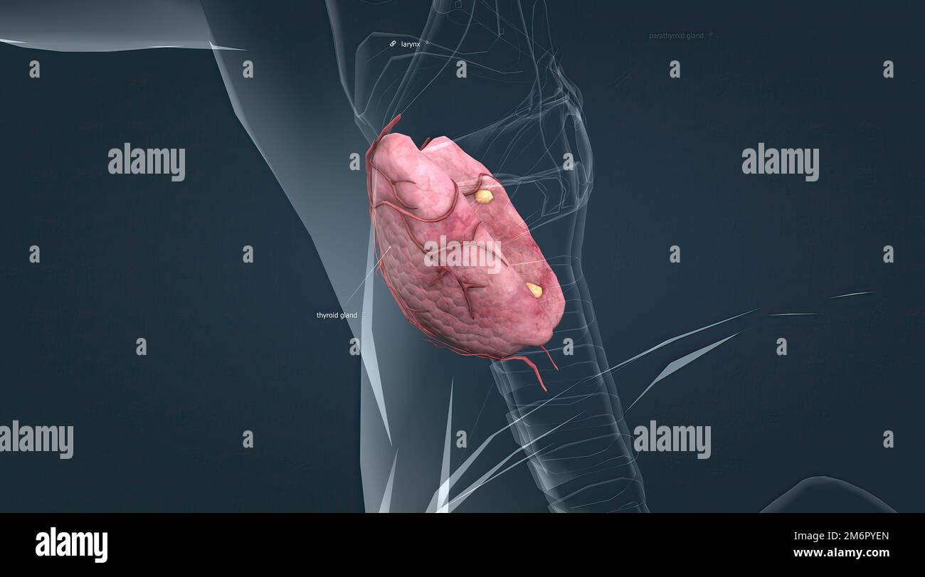 Isthmus of thyroid gland hi-res stock photography and images - Alamy