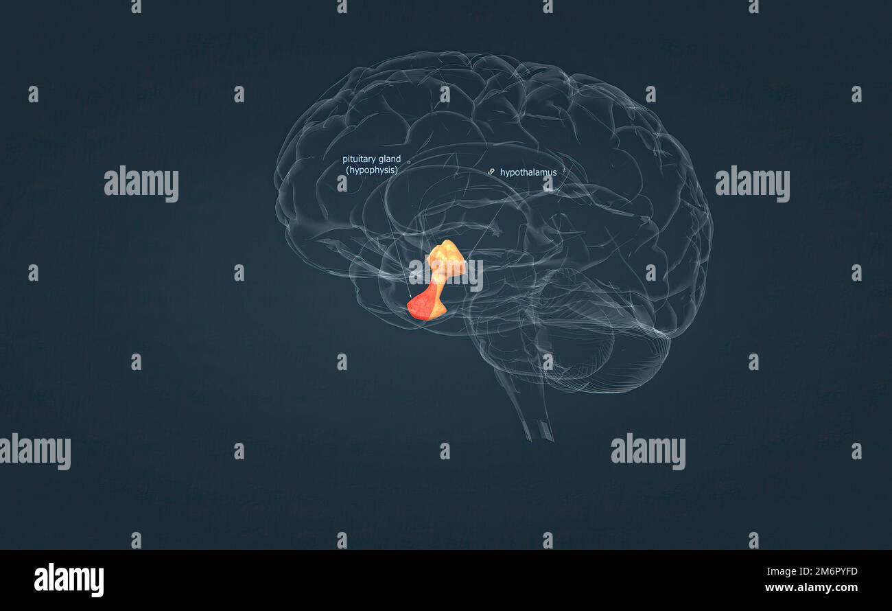 Growth hormone inhibiting hormone hi-res stock photography and images ...