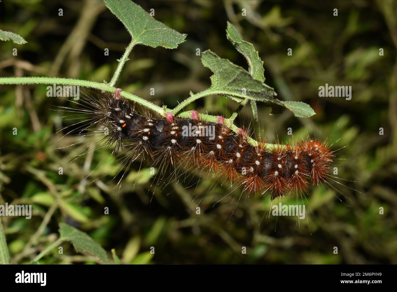 Hairy spiky hi-res stock photography and images - Alamy