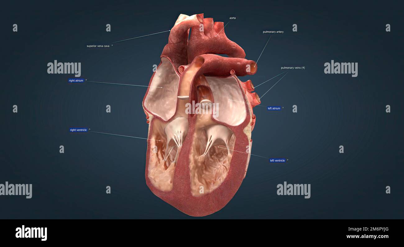 Oxygenated deoxygenated blood hi-res stock photography and images - Alamy