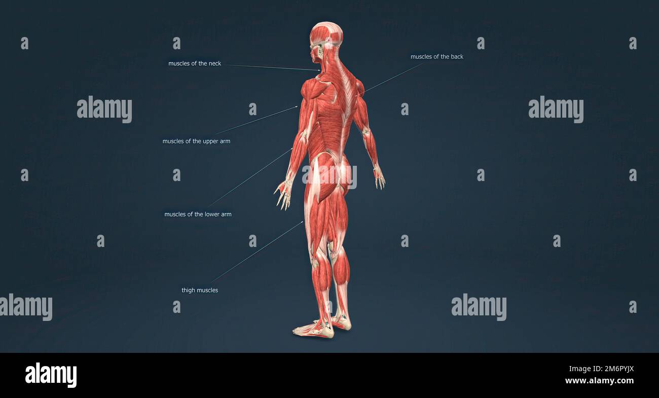 Forearm musculature hi-res stock photography and images - Alamy