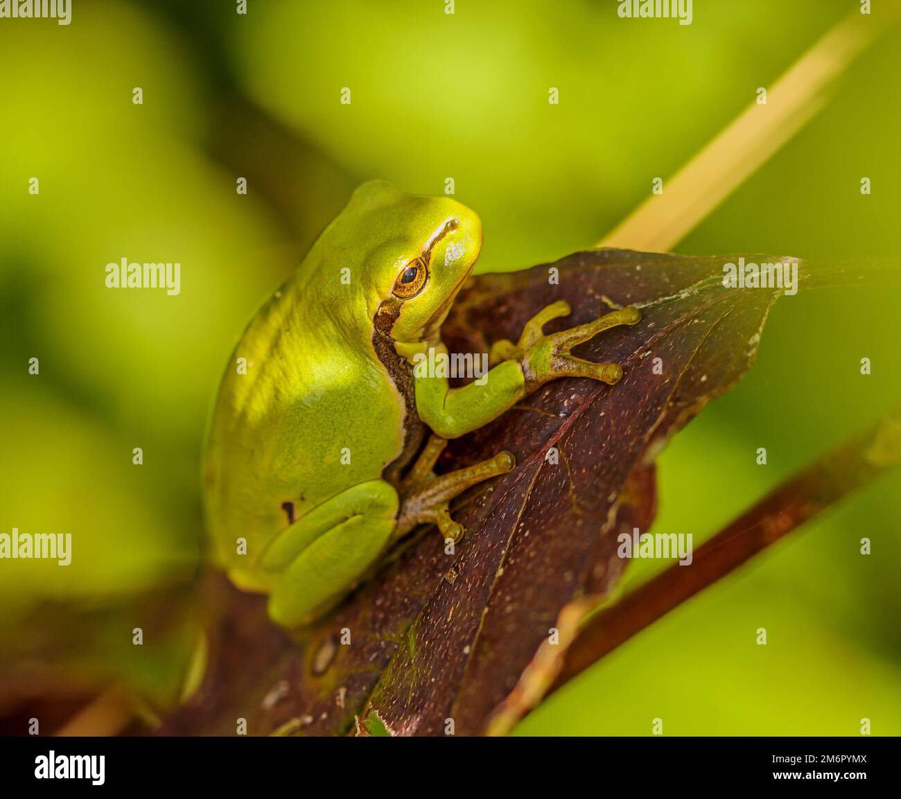 European tree frog 'Hyla arborea' Stock Photo - Alamy