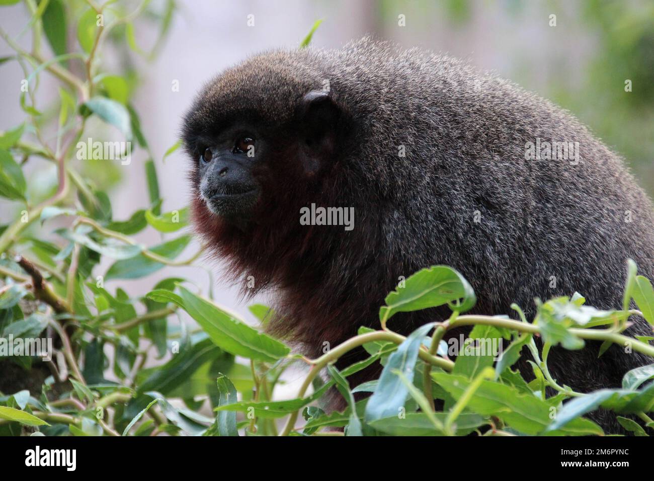titi monkey in a zoo in france Stock Photo - Alamy