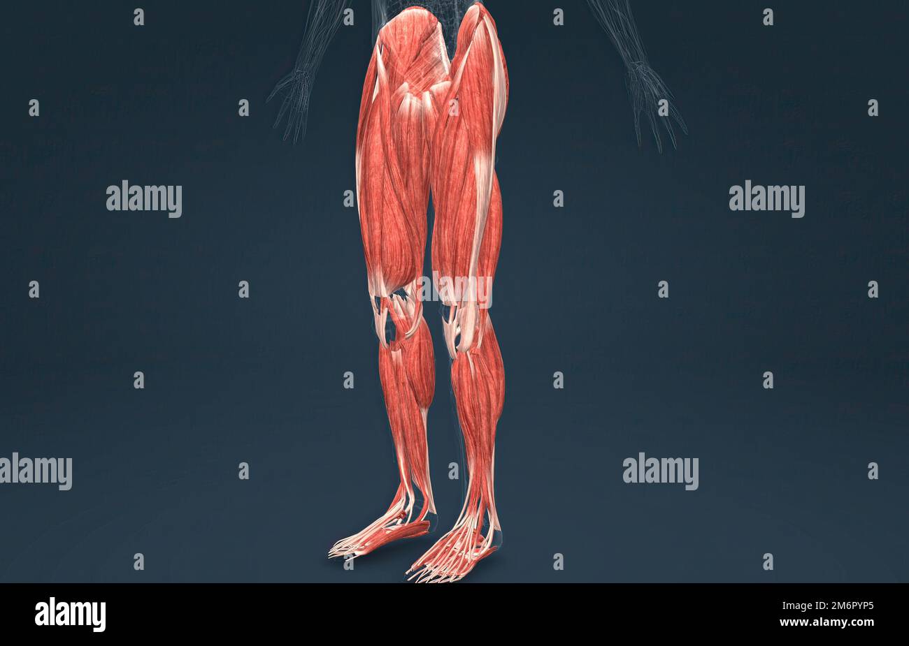 Musculature lower limb hi-res stock photography and images - Alamy
